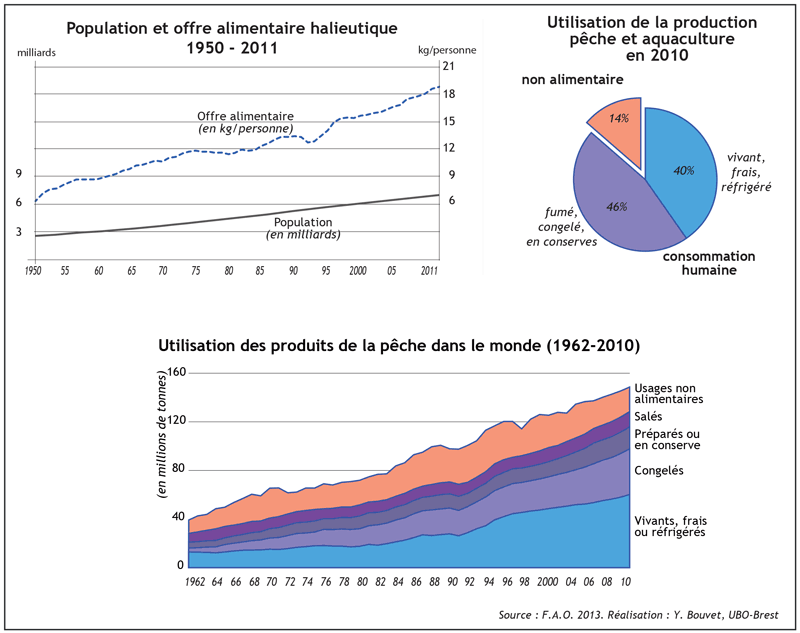 De la mer à l’assiette : présentation de la filière halieutique dans le ...