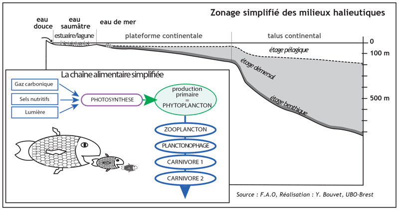 De la mer à l’assiette : présentation de la filière halieutique dans le ...