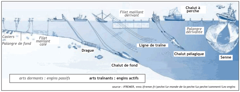 De la mer à l’assiette : présentation de la filière halieutique dans le ...