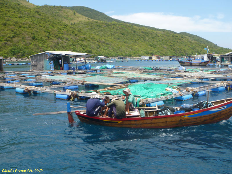 De la mer à l’assiette : présentation de la filière halieutique dans le ...